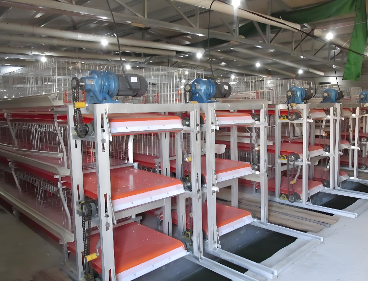 육계 사육장: 성장률 +4.2% 및 폐사율 3.1% 감소