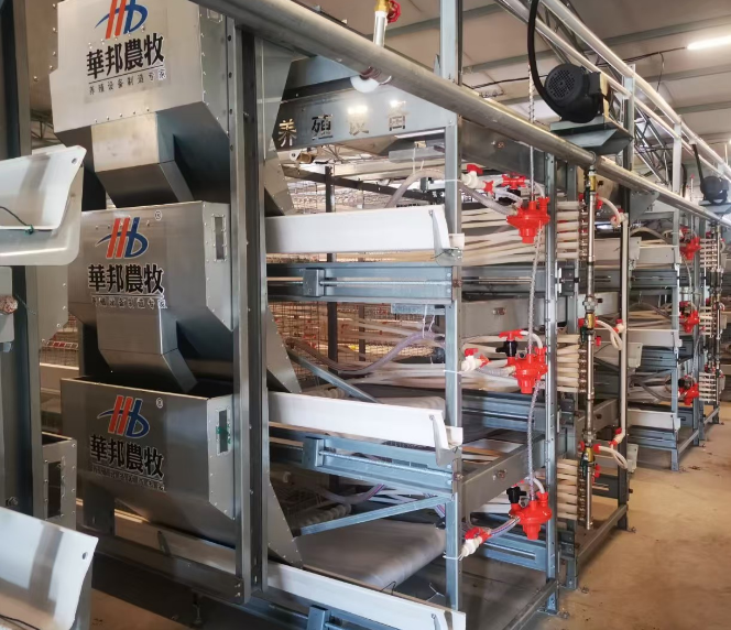 Sangkar Ayam yang Boleh Dipercayai untuk Penternakan Unggas: 5 Kriteria ...